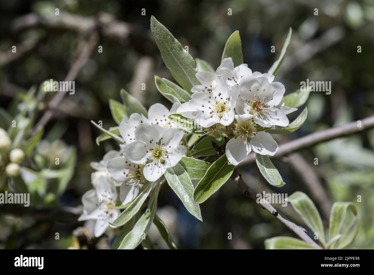 Trees / Flowers: Close up of blossom of Weeping Silver Pear Tree in ...