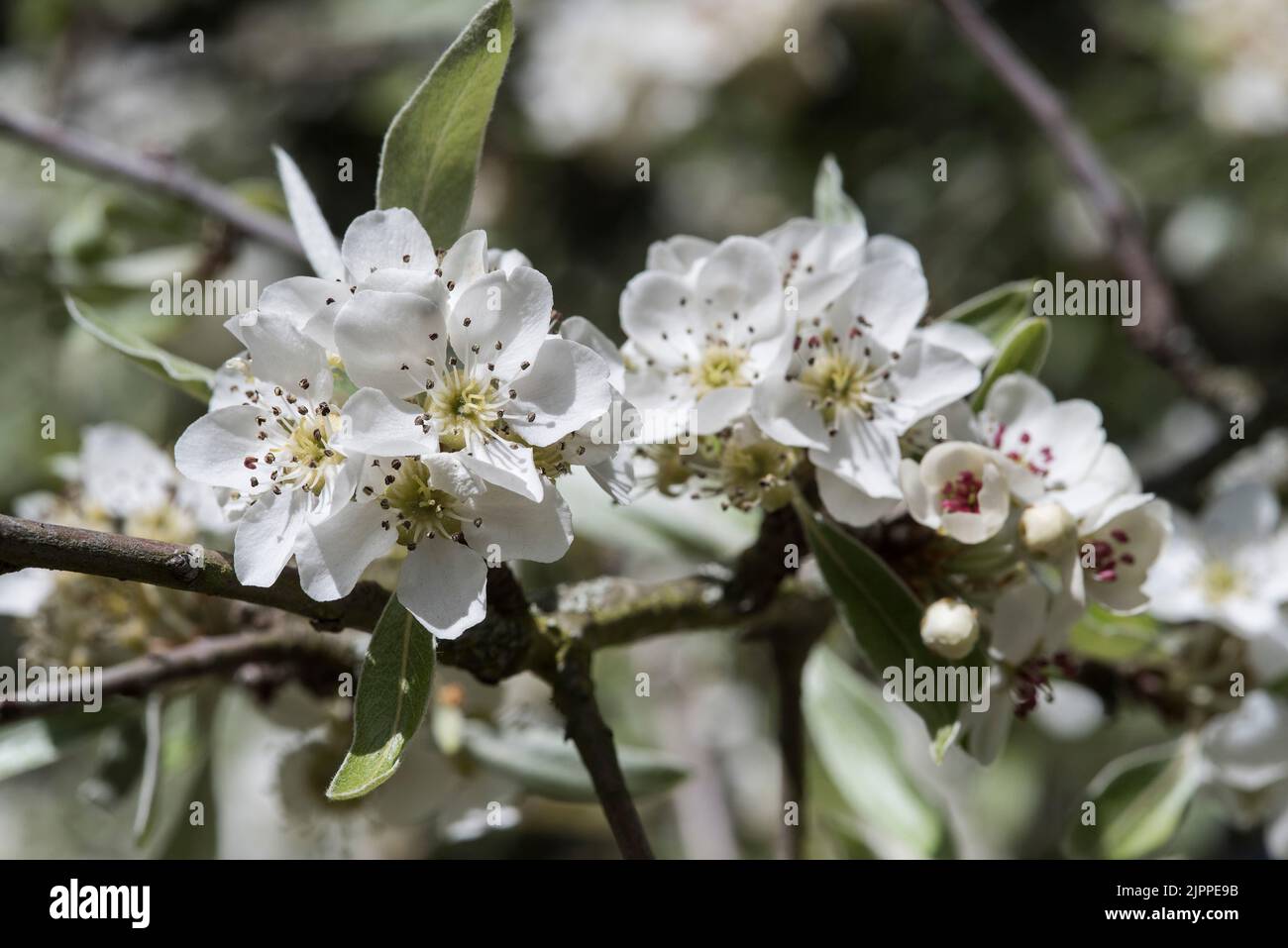 Trees / Flowers: Close up of blossom of Weeping Silver Pear Tree in ...