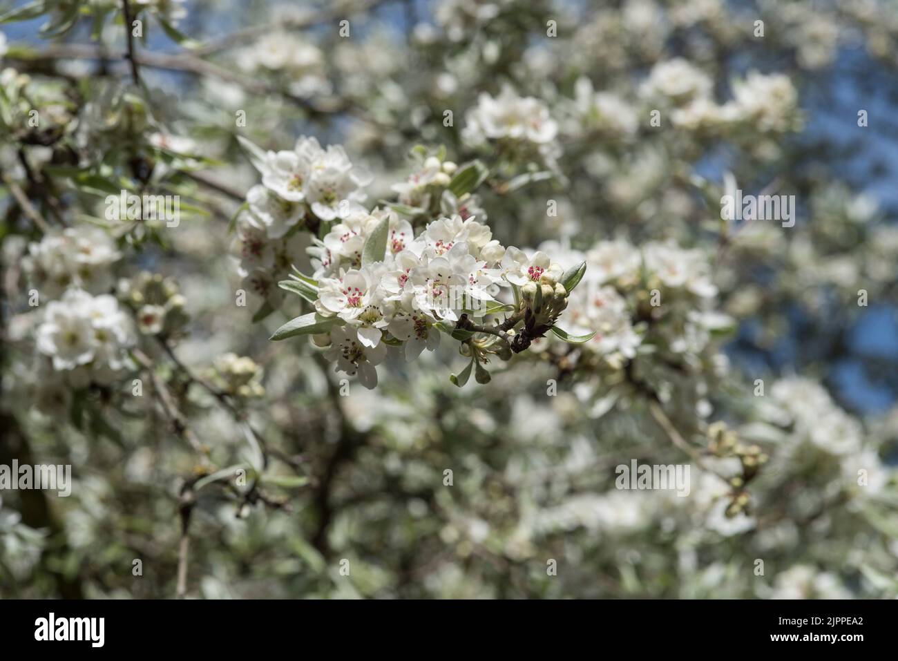 Trees / Flowers: Close up of blossom of Weeping Silver Pear Tree in ...