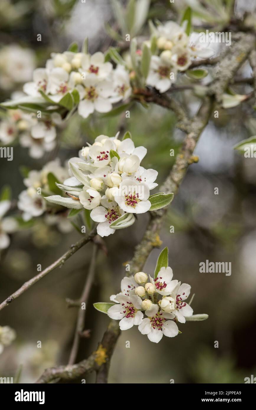 Trees / Flowers: Close up of blossom of Weeping Silver Pear Tree in ...