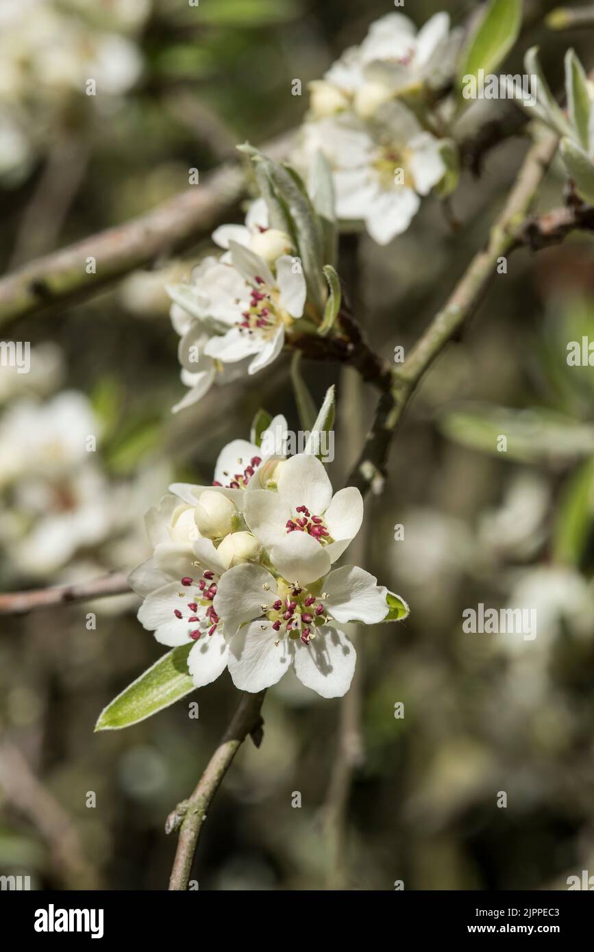 Trees / Flowers: Close up of blossom of Weeping Silver Pear Tree in ...