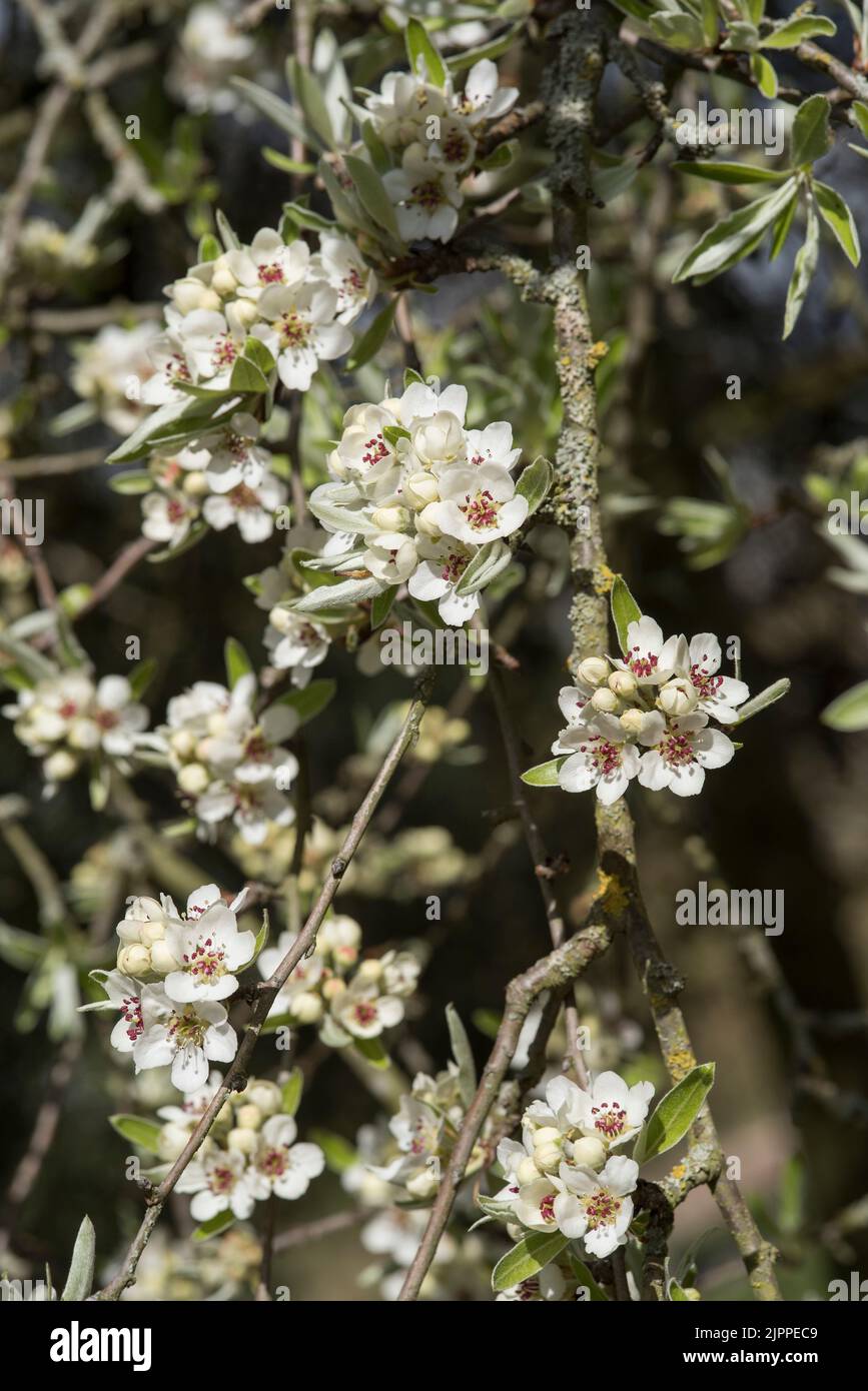 Trees / Flowers: Close up of blossom of Weeping Silver Pear Tree in ...