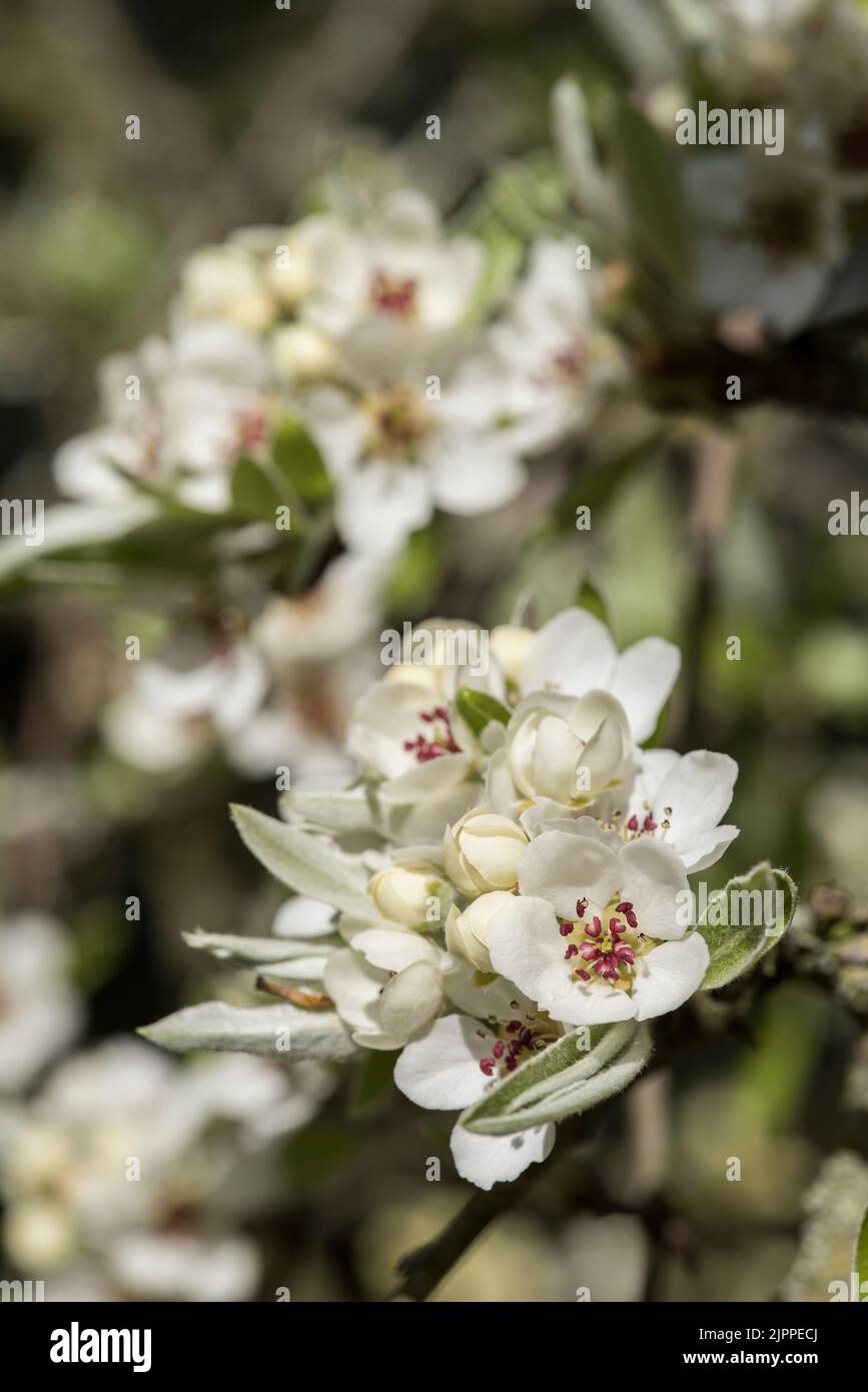 Trees / Flowers: Close up of blossom of Weeping Silver Pear Tree in ...