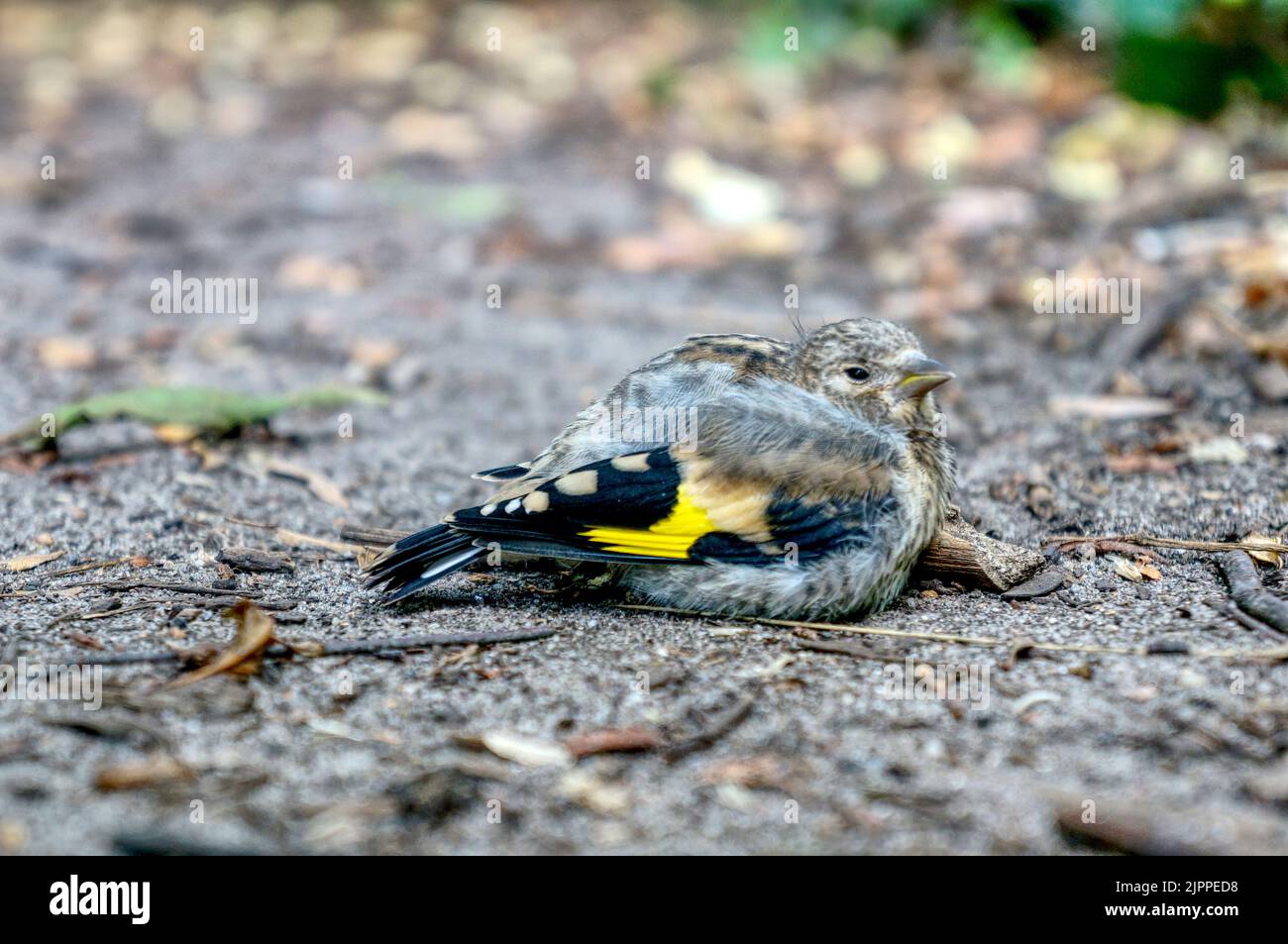Goldfinch nest hi-res stock photography and images - Alamy