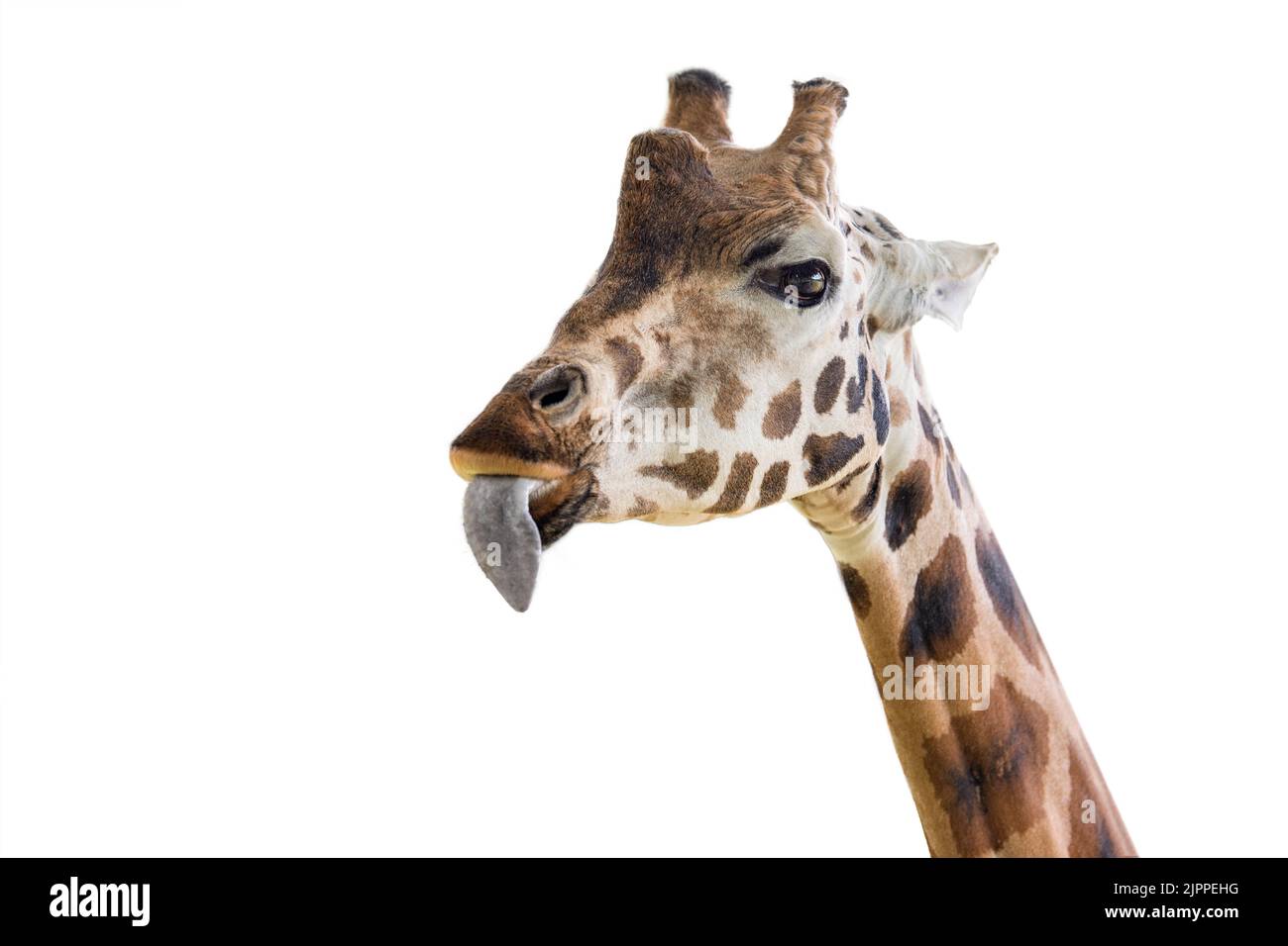 Giraffe shows a long tongue. Funny giraffe isolated on white background ...
