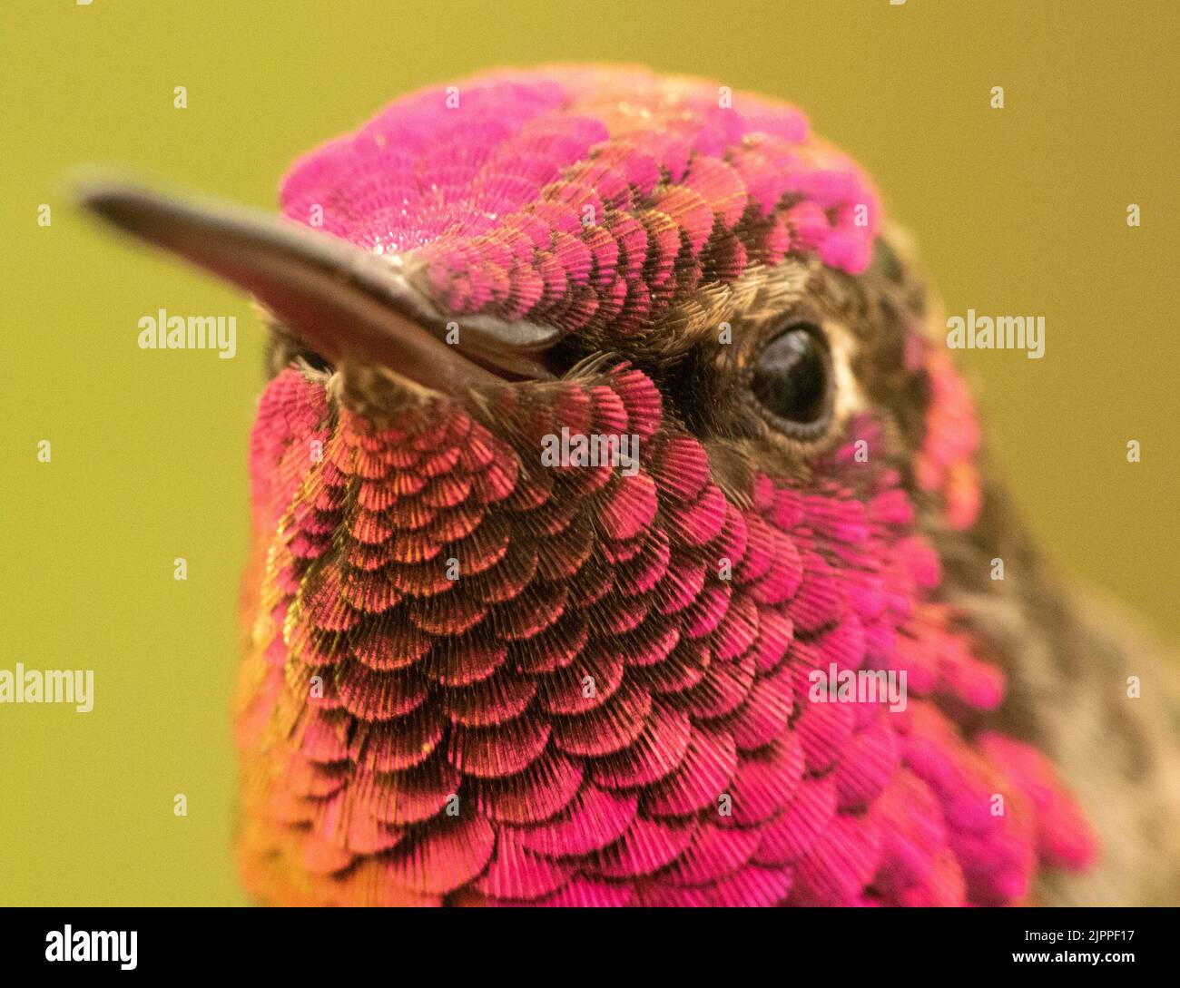 A pointed portrait of a male Anna's Hummingbird Stock Photo - Alamy