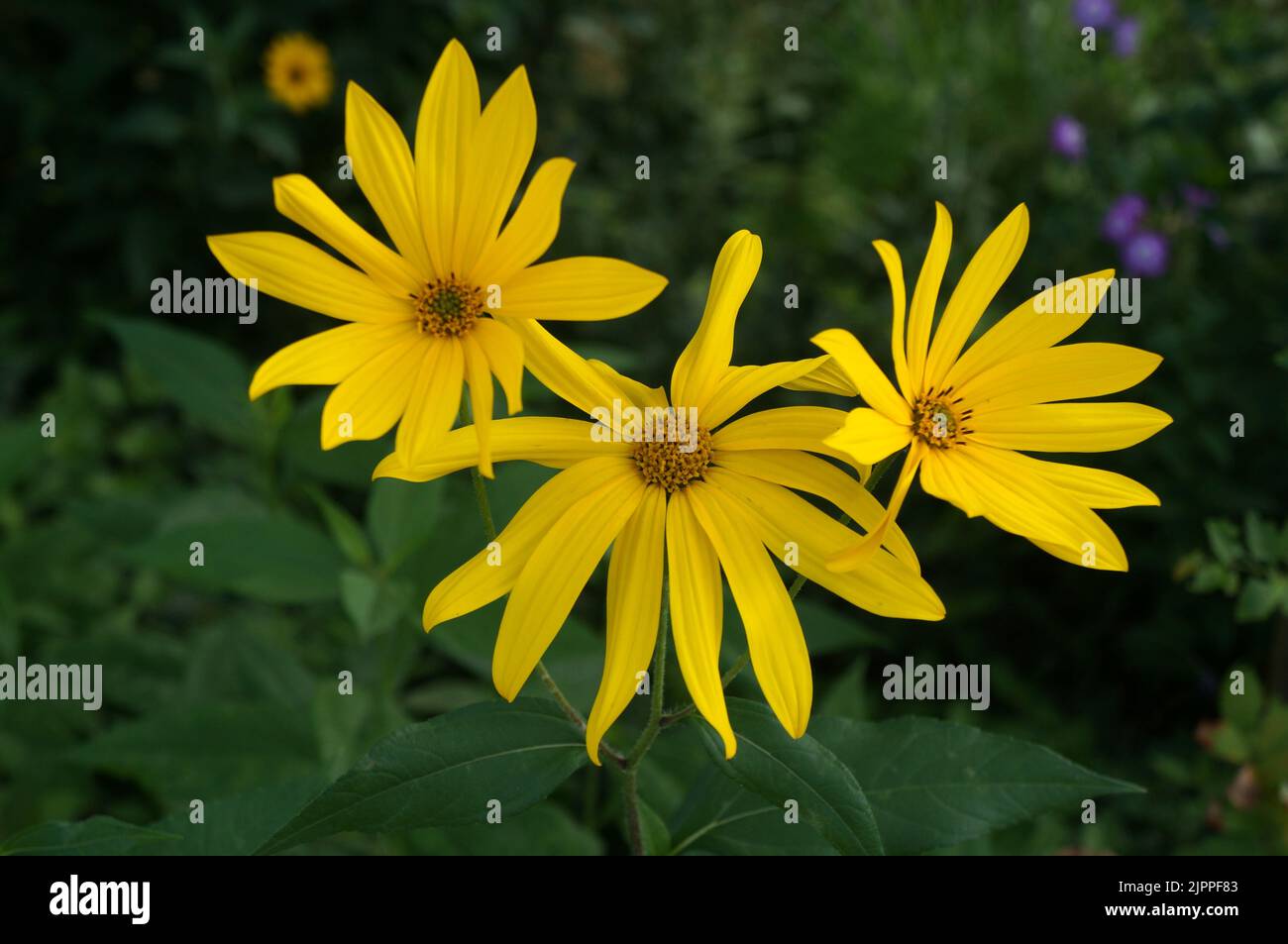 Jerusalem beetle hi-res stock photography and images - Alamy