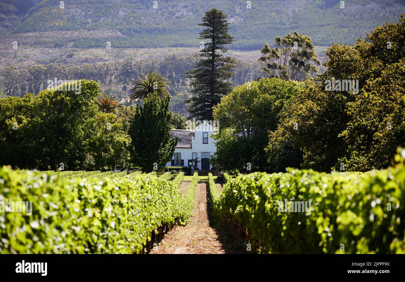 The Buitenverwachting wine estate and grapes growing in a vineyard in ...
