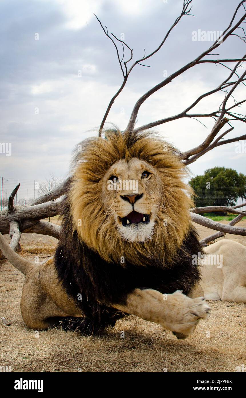 A vertical shot of a lion with a huge mane and a powerful pose in a ...