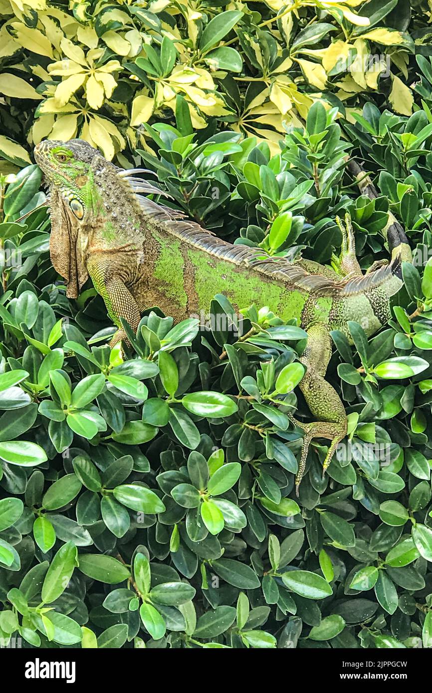 A large South Florida iguana sits perched in a green bush, blending in ...