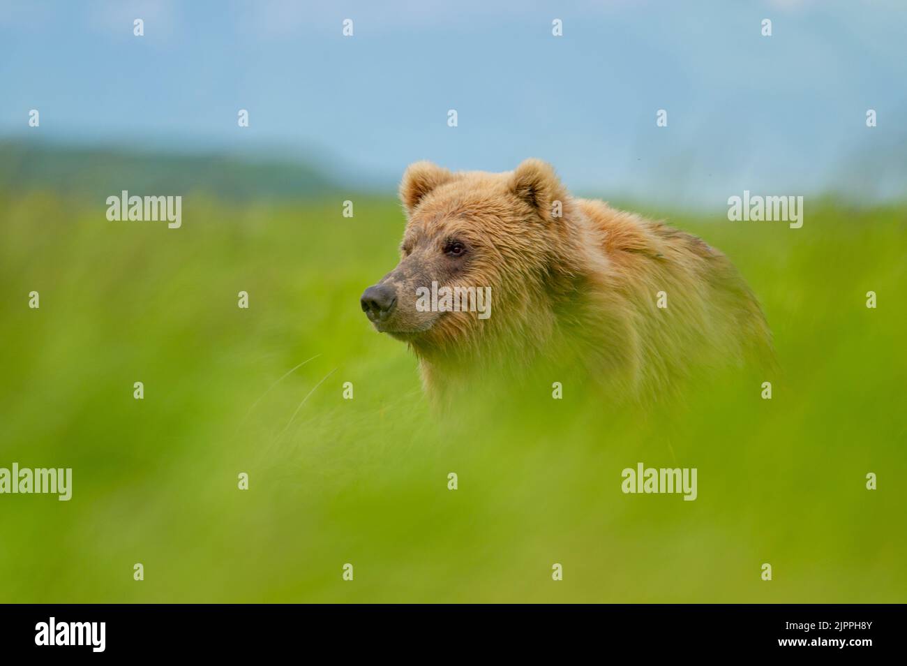 Alaskan brown bear moving along a trail in McNeil River State Game ...