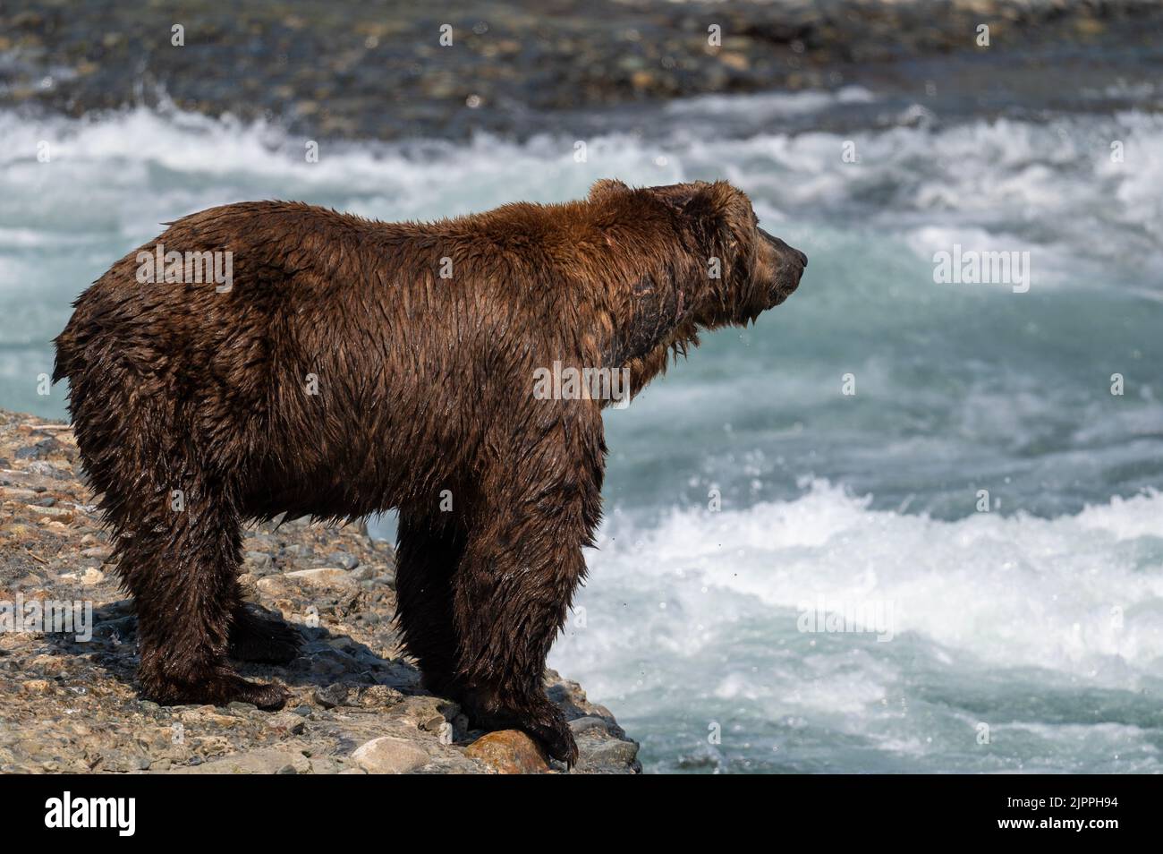 Alaskan brown bear standing above the falls at McNeil River State Game ...