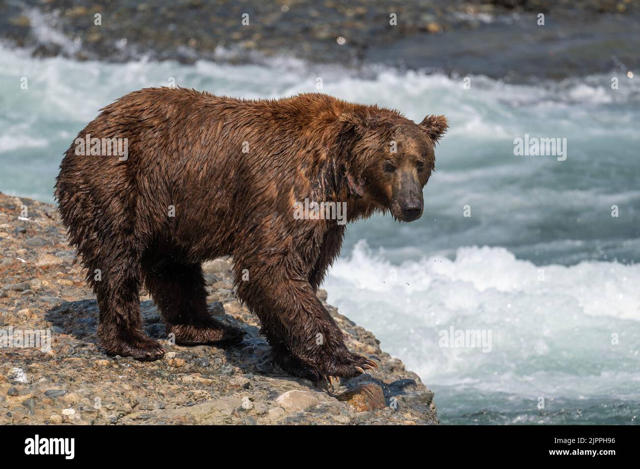 Alaskan brown bear standing above the falls at McNeil River State Game ...
