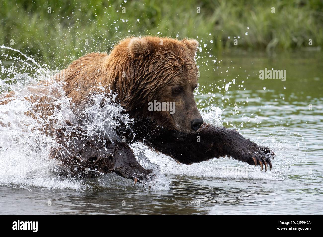 Alaskan brown bear lunging in an attempt to catch salmon at Mikfik ...
