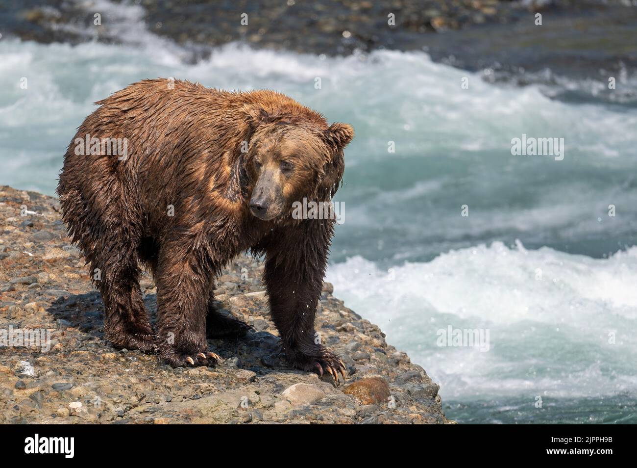 Alaskan brown bear standing above the falls at McNeil River State Game ...