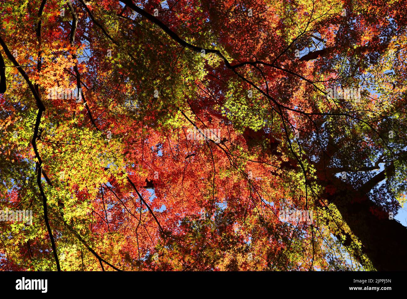 A photograph of a forest canopy colored with autumn leaves as a ...