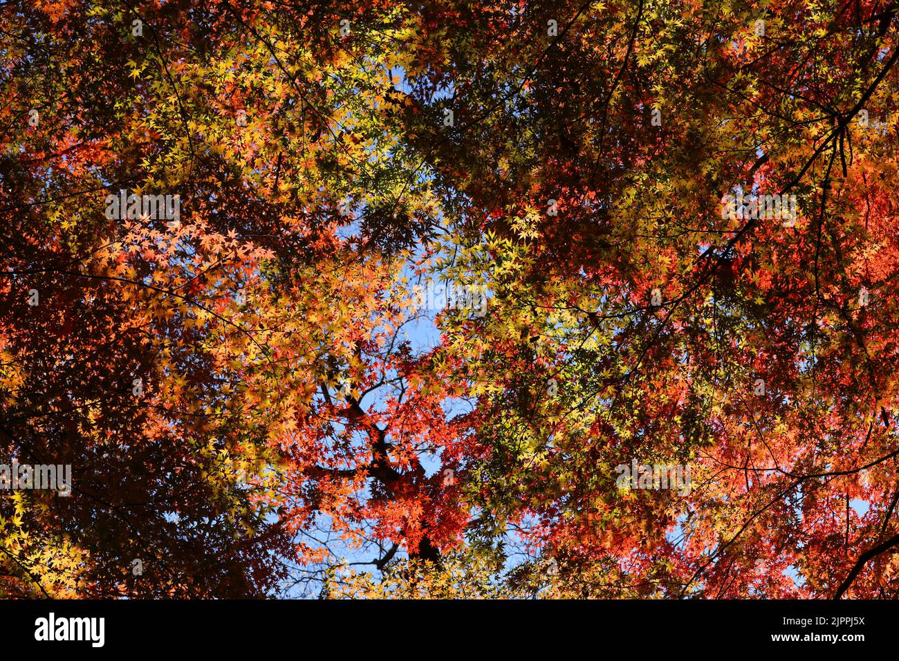 A photograph of a forest canopy colored with autumn leaves as a ...