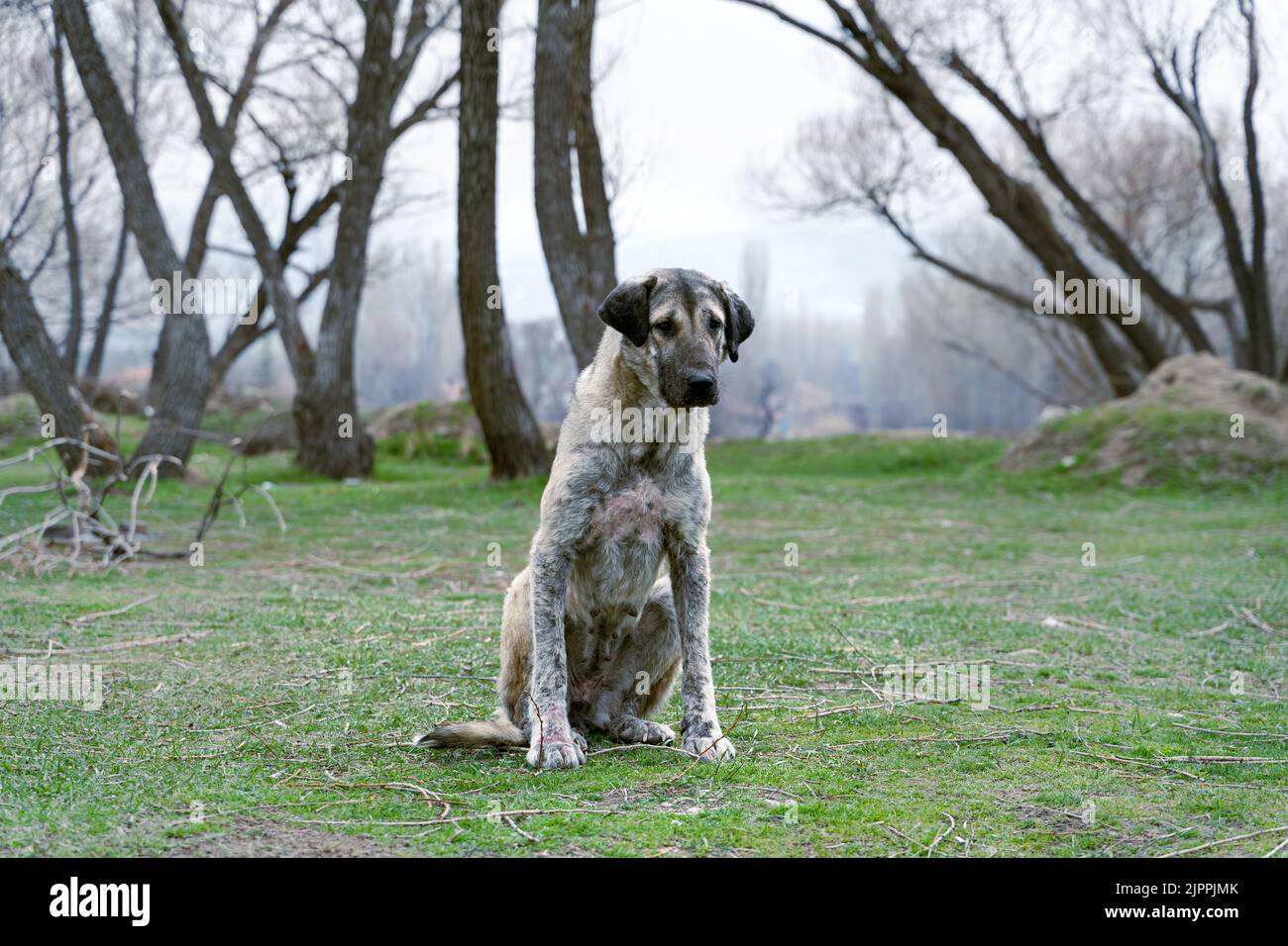 Skinny dog sitting hi-res stock photography and images - Alamy