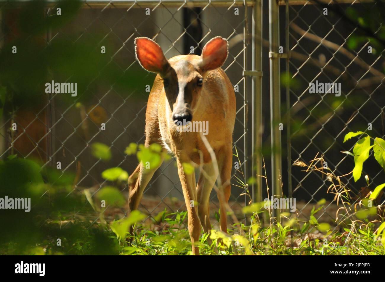 Muntiacus muntjac hi-res stock photography and images - Alamy