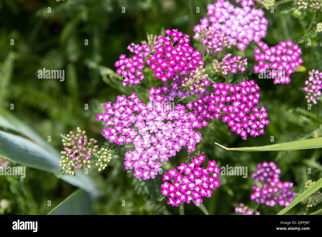 Pink Yarrow flowers blooming in garden close up Stock Photo - Alamy