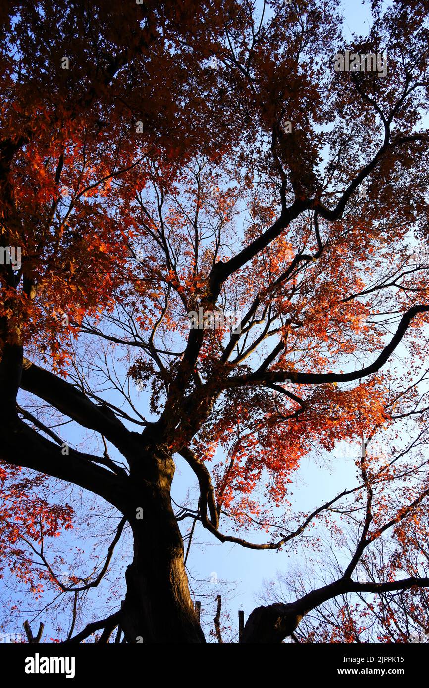 A photograph of a forest canopy colored with autumn leaves as a ...