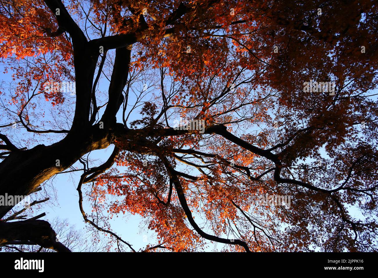 A photograph of a forest canopy colored with autumn leaves as a ...