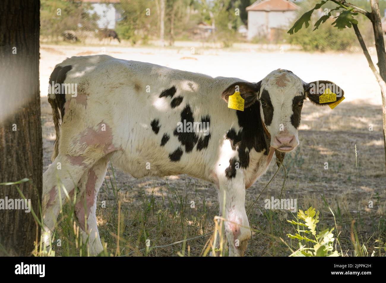 Farm animal cow little hi-res stock photography and images - Alamy