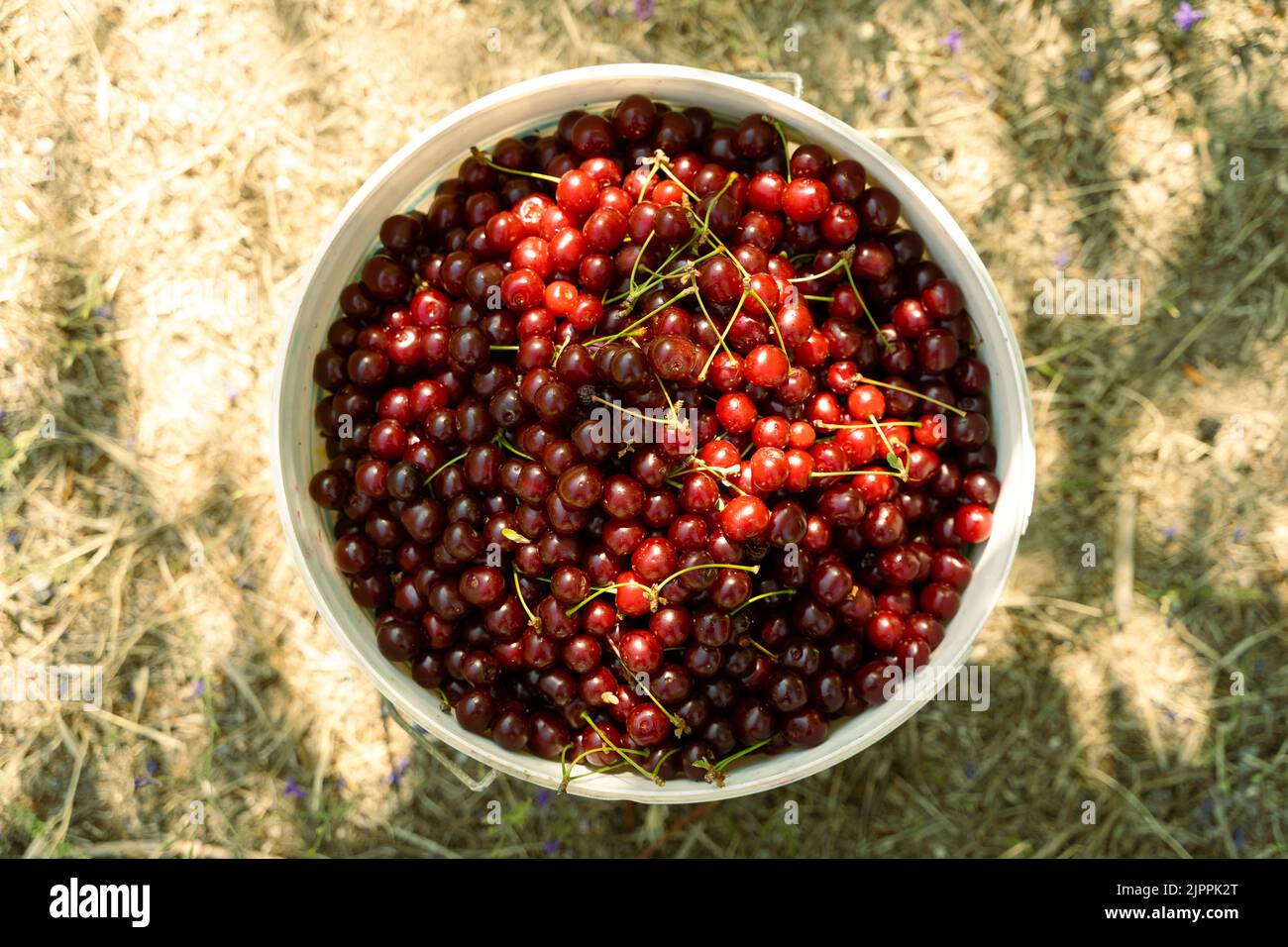 Fresh cherries stuffed in bucket from top view Stock Photo - Alamy