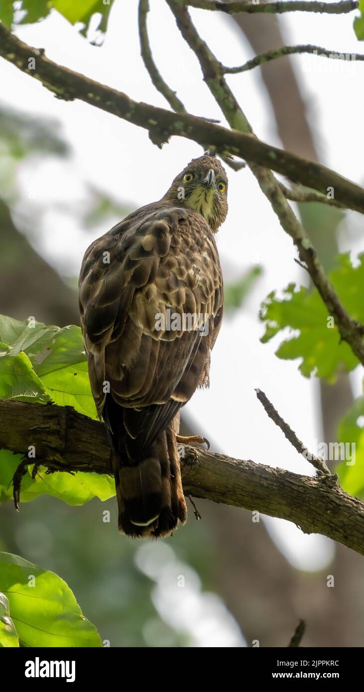 A view of a beautiful changeable hawk-eagle (Nisaetus cirrhatus) on a ...