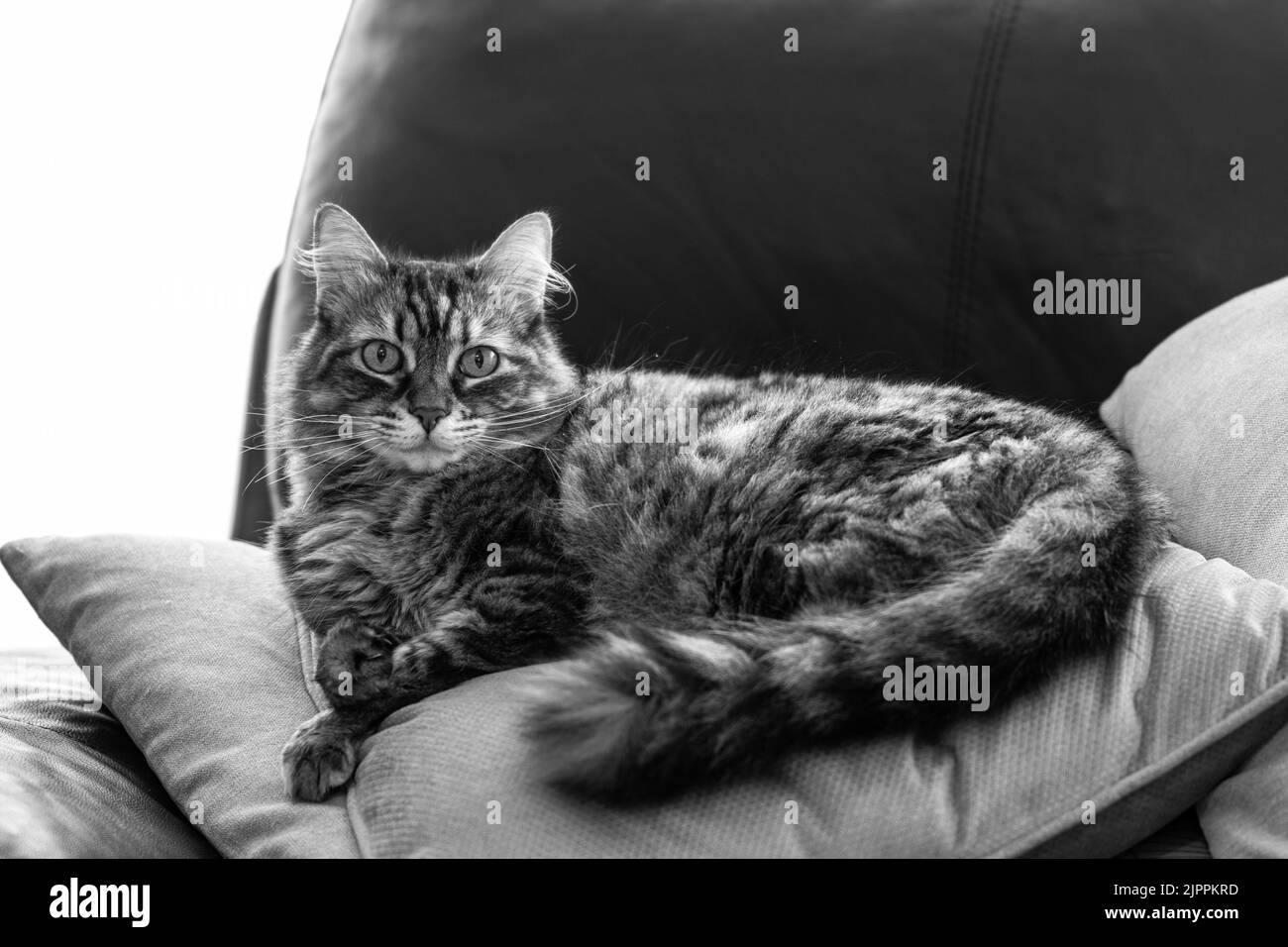 A grayscale of a beautiful Cat chilling out in a room Stock Photo - Alamy