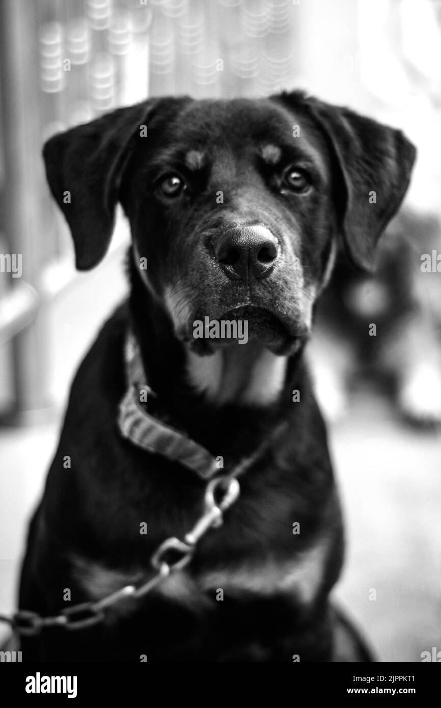 A grayscale of a beautiful Rottweiler looking at the camera Stock Photo ...