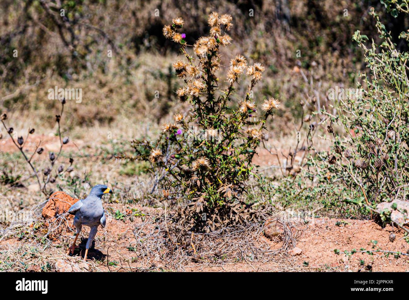 The secretary bird has traditionally been admired in Africa for its ...