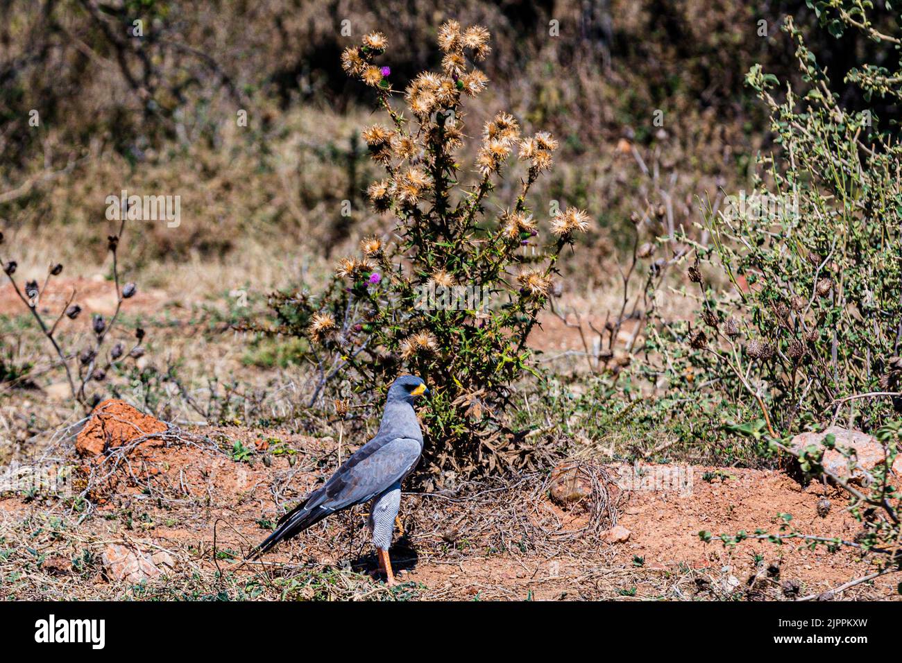The secretary bird has traditionally been admired in Africa for its ...