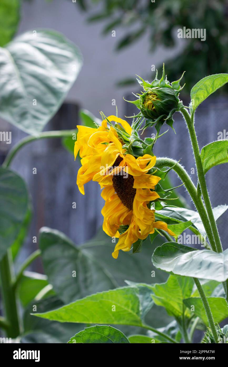Decorative sunflower flowers in the summer garden Stock Photo - Alamy