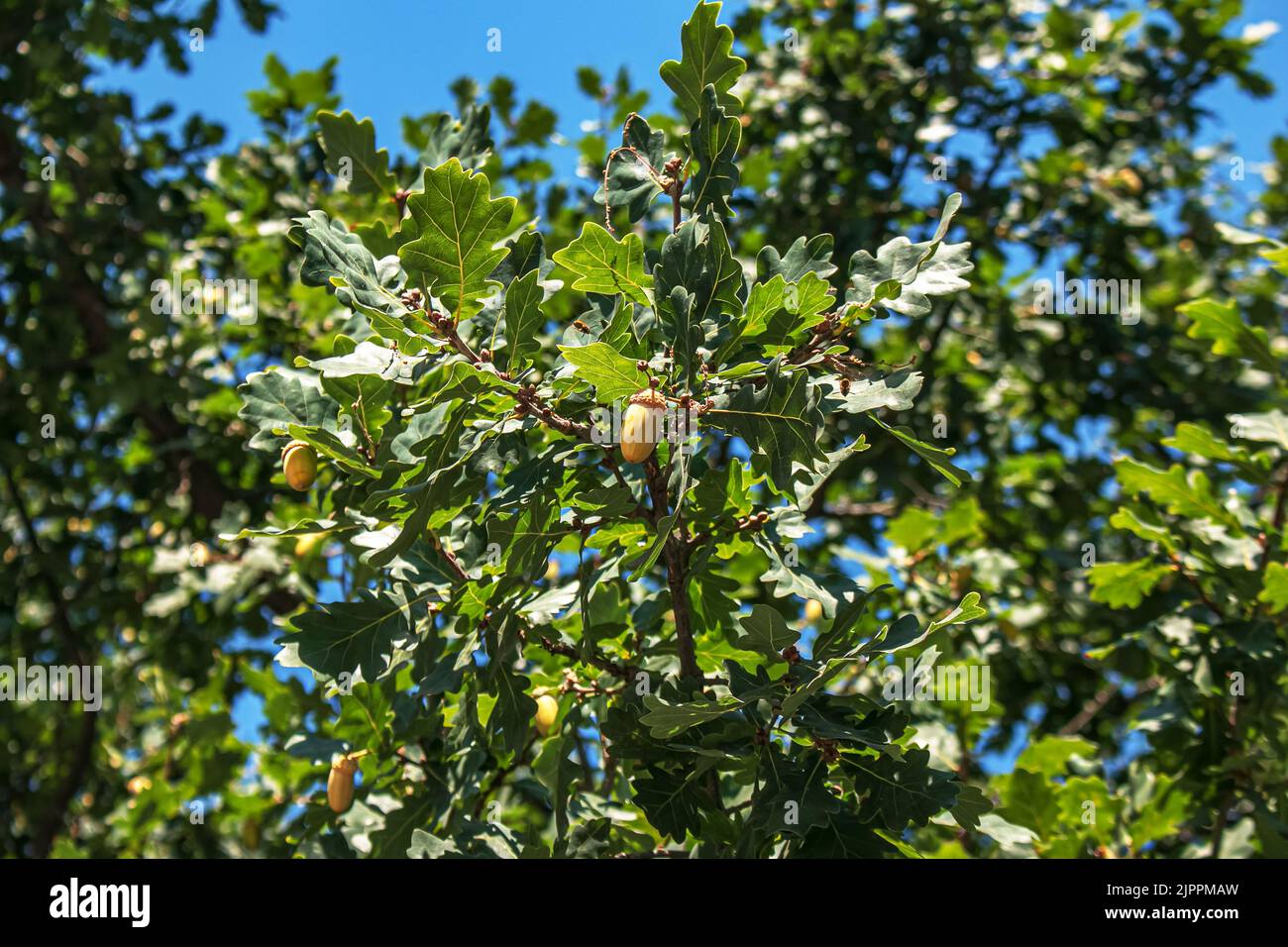 Oak tree leaves background fall quercus robur hi-res stock photography ...