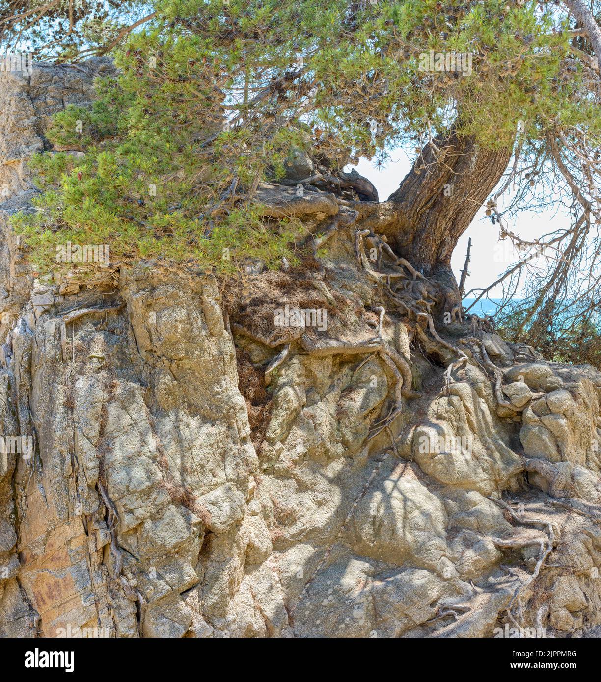 Tree roots growing through rock hi-res stock photography and images - Alamy