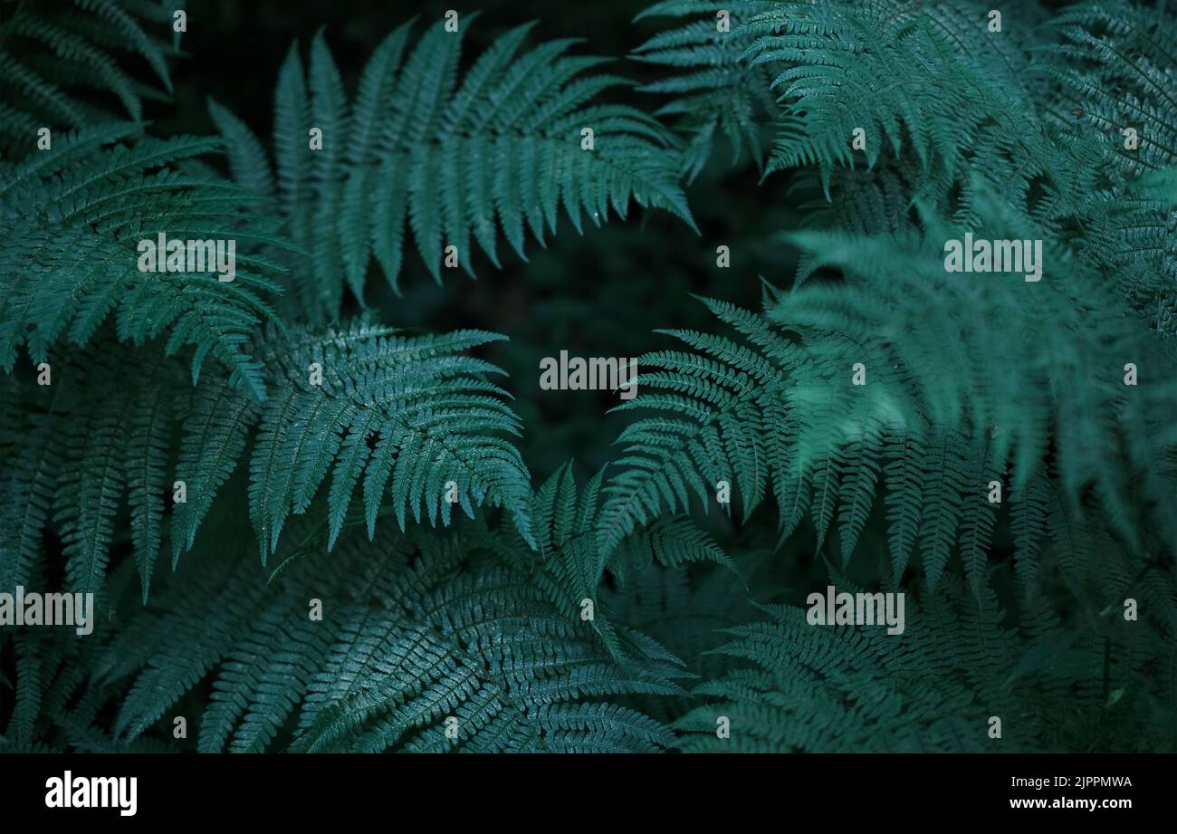 Green natural bright background for your projects with lots of fern ...