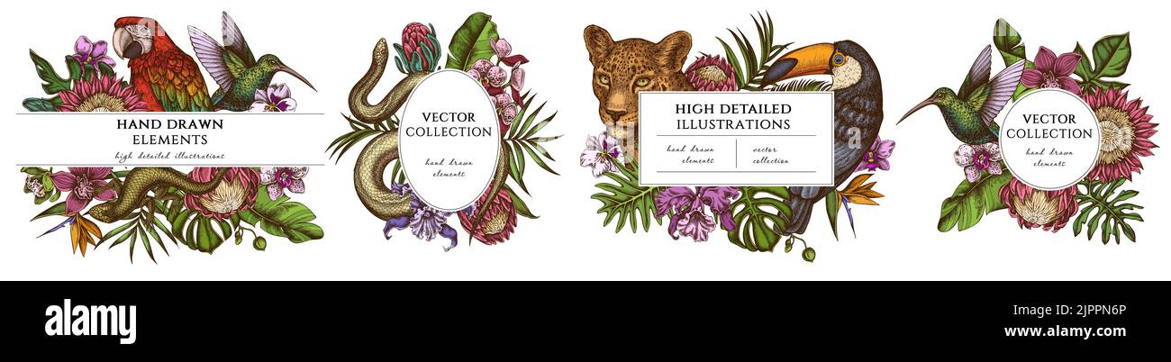 Tropical animals hand drawn frame templates. Vintage illustrations of ...