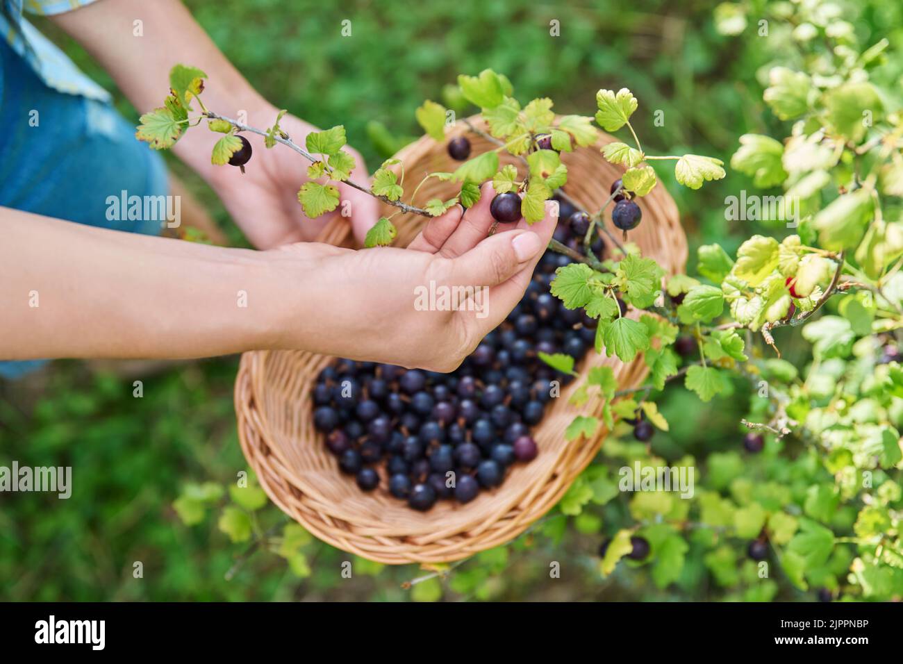 Harvesting ripe gooseberries in the summer garden Stock Photo - Alamy