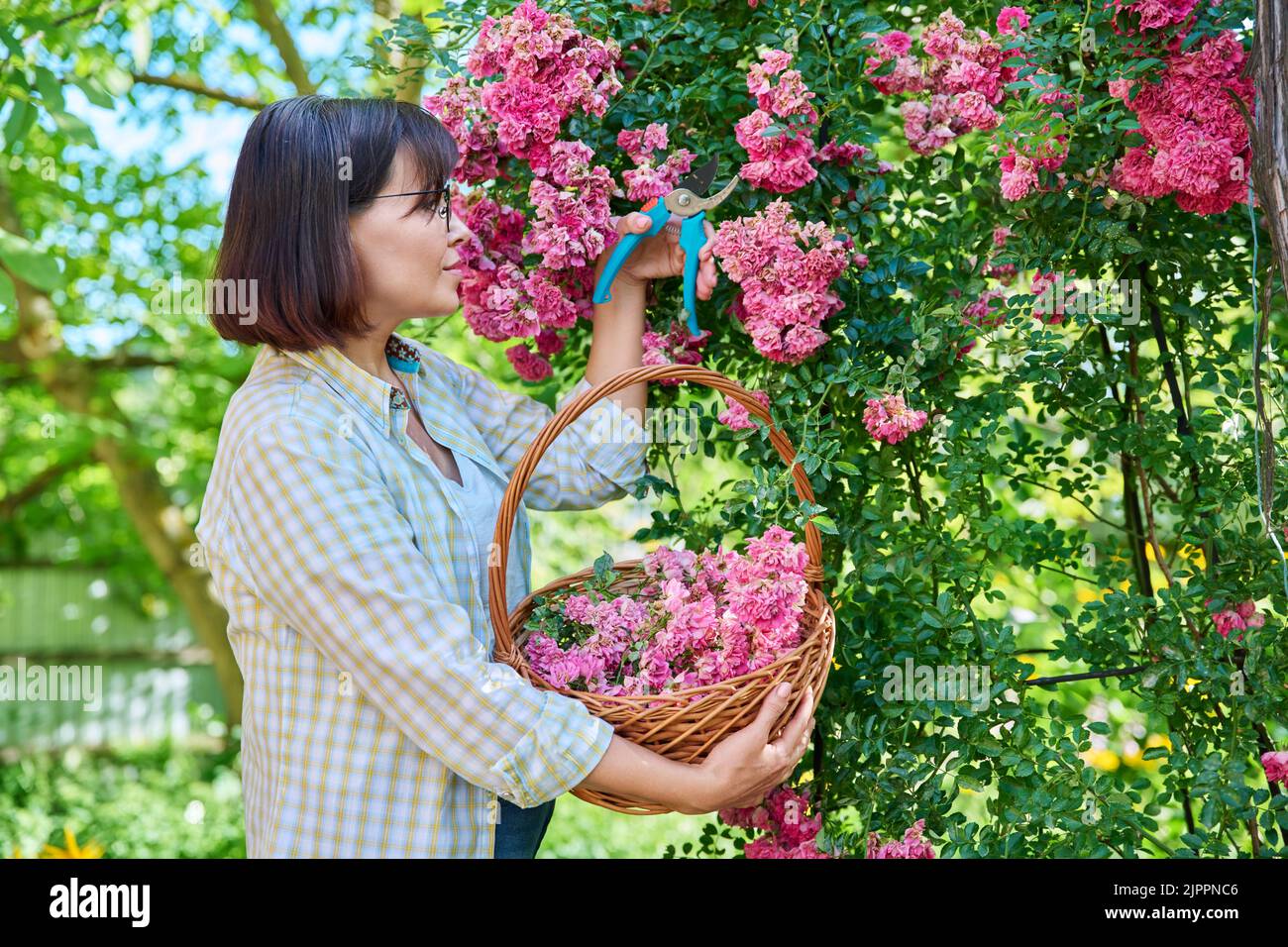Woman caring for rose bush in garden on summer day Stock Photo - Alamy