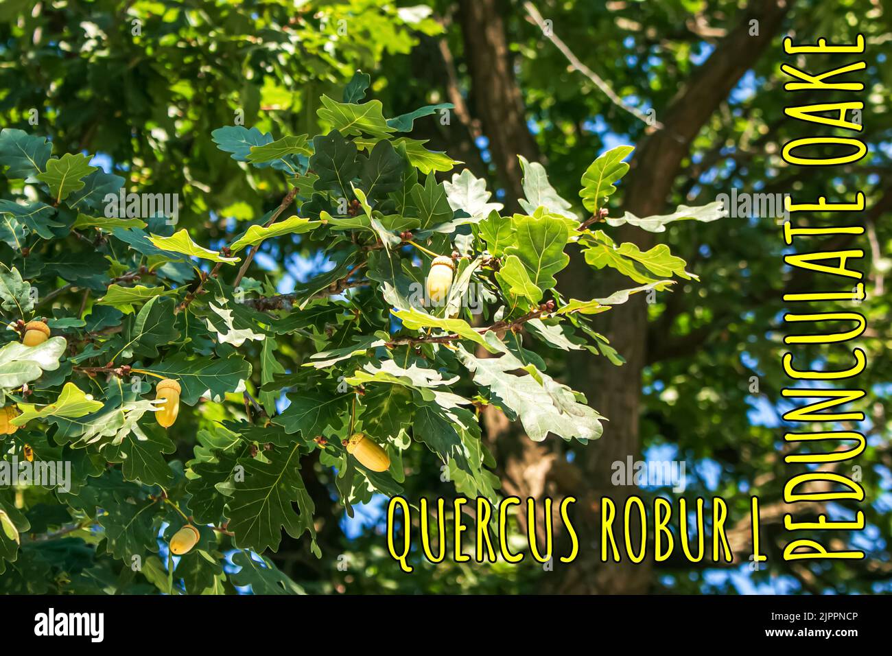 Branch of PEDUNCULATE OAK with acorns in summer. The Latin name for this tree is QUERCUS ROBUR L ...