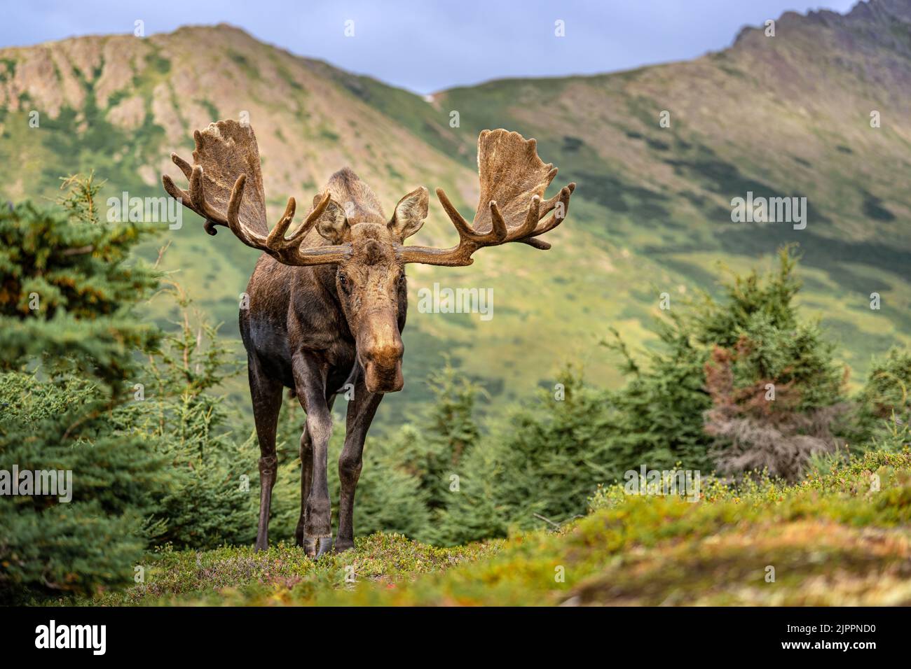 Bull Moose in Velvet Stock Photo - Alamy