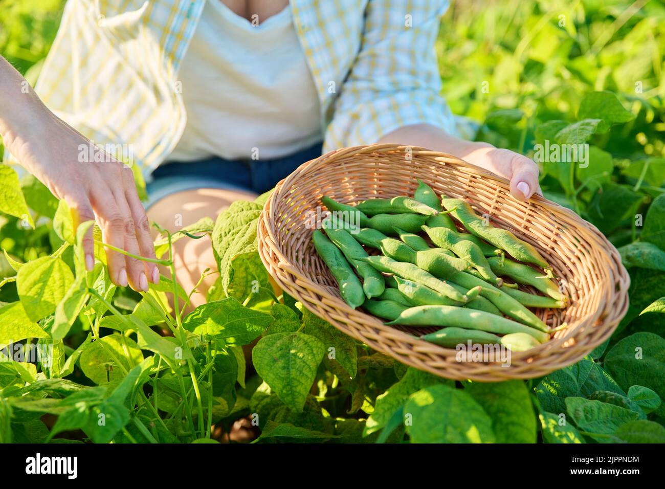 Woman picking green beans in the summer garden Stock Photo - Alamy