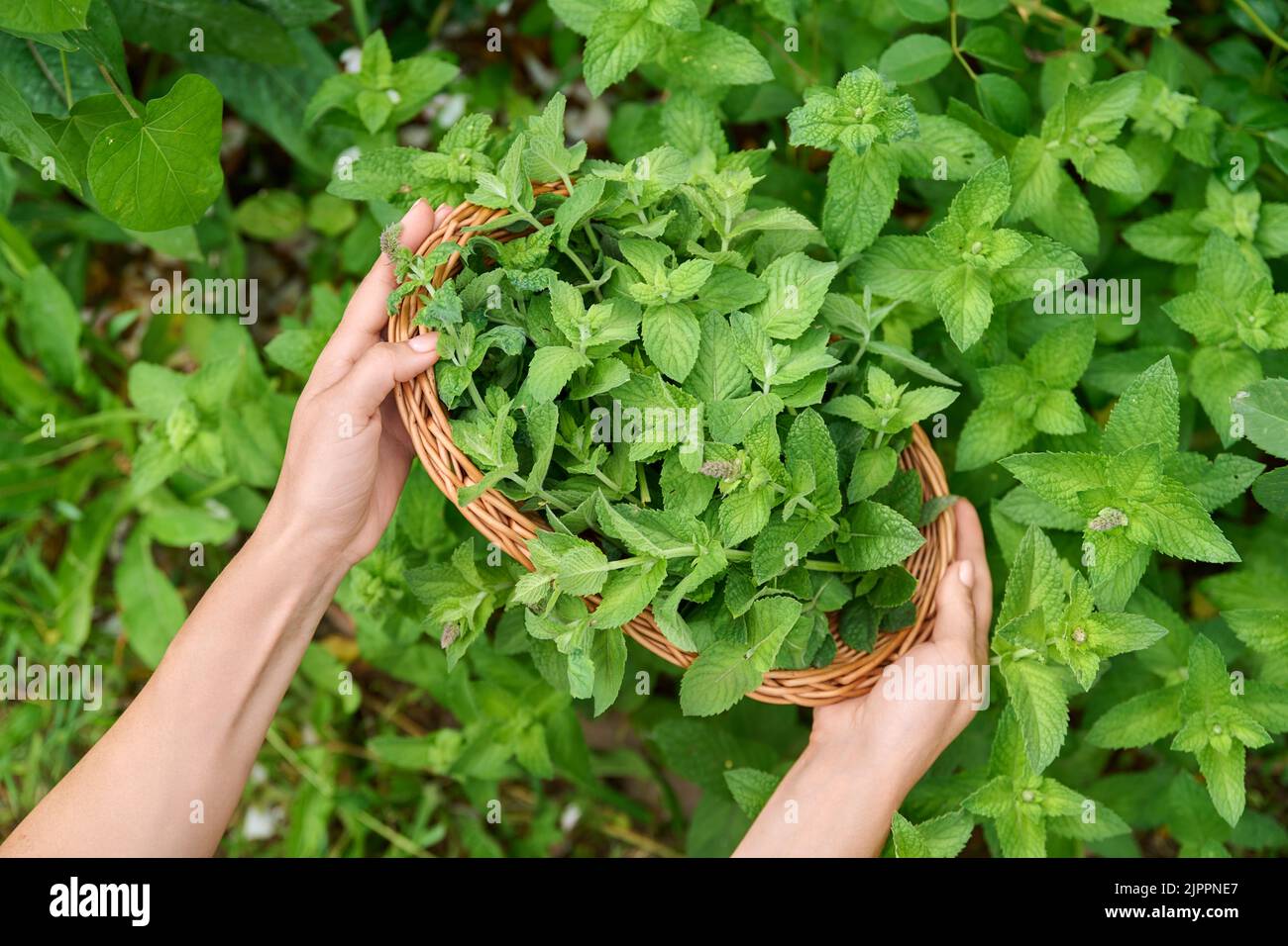 Harvesting mint leaves, woman's hands with pruner and wicker plate in ...