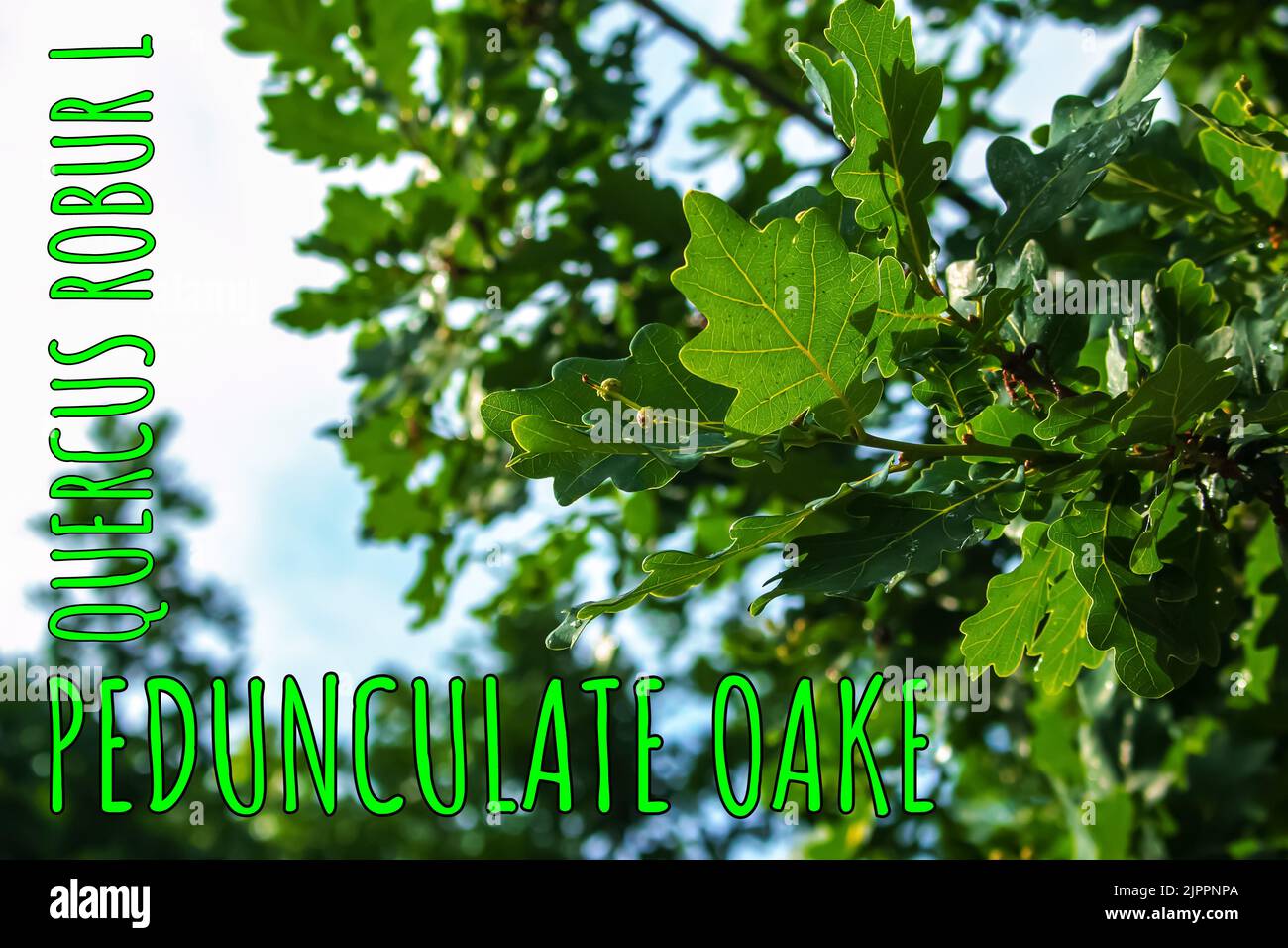 Branch of PEDUNCULATE OAK with acorns in summer. The Latin name for ...