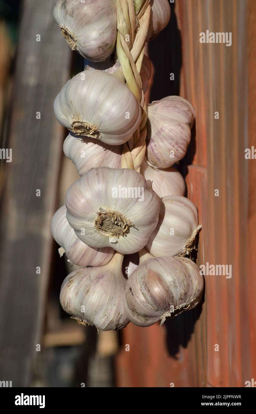 Garlic braid hanging on a wall of a house in a Ukrainian village ...