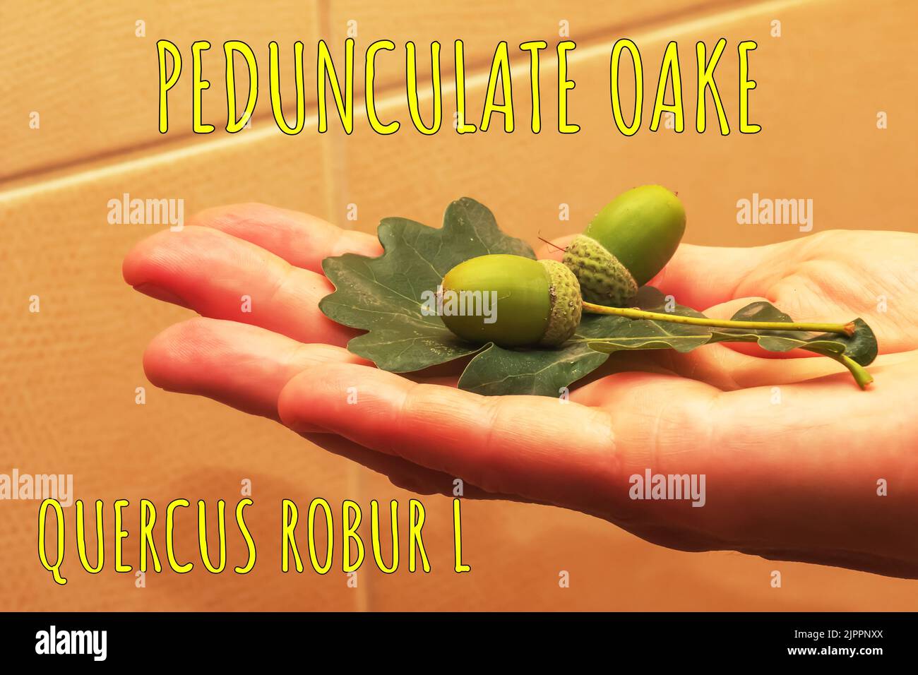 Quercus robur l hi-res stock photography and images - Alamy