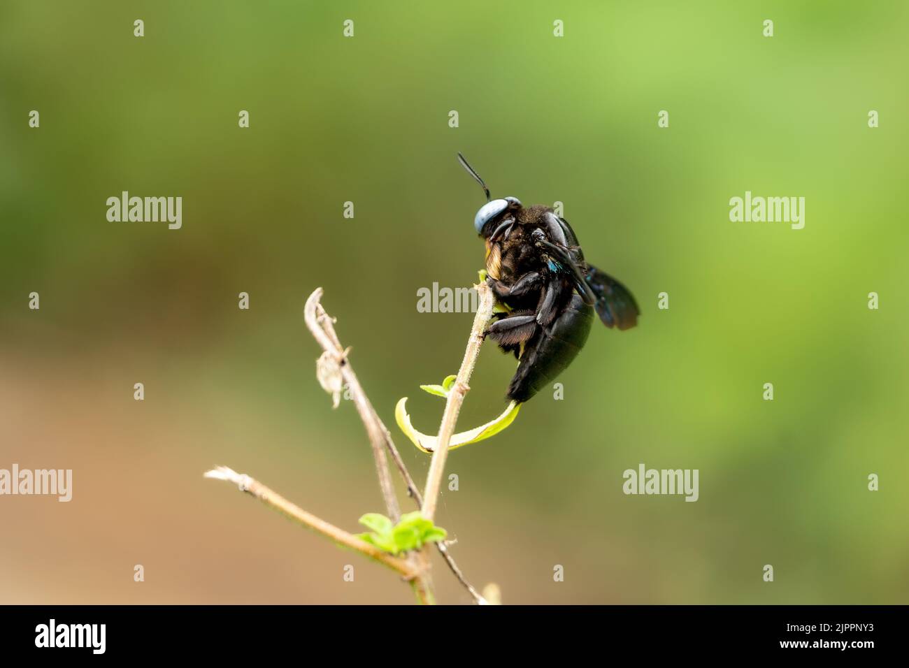 Slender scaped carpenter bee hi-res stock photography and images - Alamy
