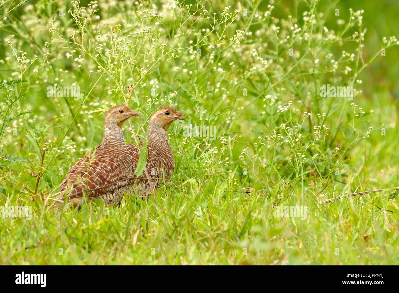 Francolins environment hi-res stock photography and images - Alamy