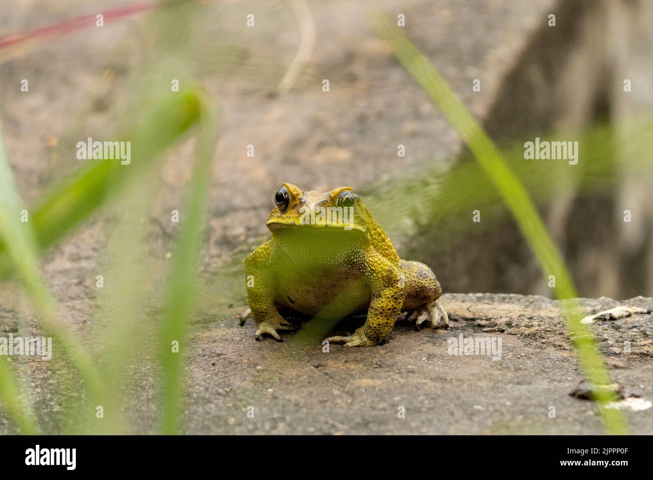 Indus valley toad hi-res stock photography and images - Alamy